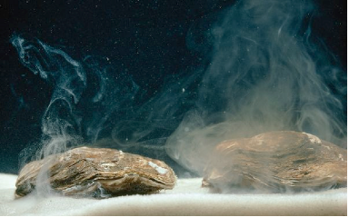 Oysters 101 - Restore the Mississippi River Delta
