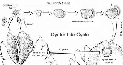 Oysters 101 - Restore the Mississippi River Delta